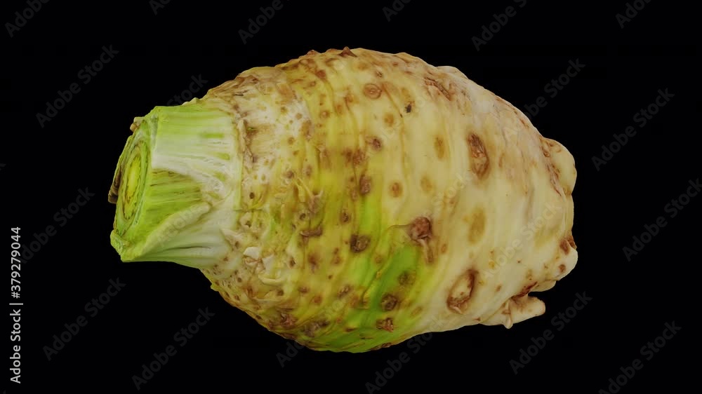 Realistic render of a rotating Celery Root (Celeriac) hypocotyl on ...