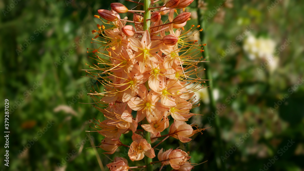 Inflorescence of Eremurus isabellinus pinocchio cleopatra close-up ...