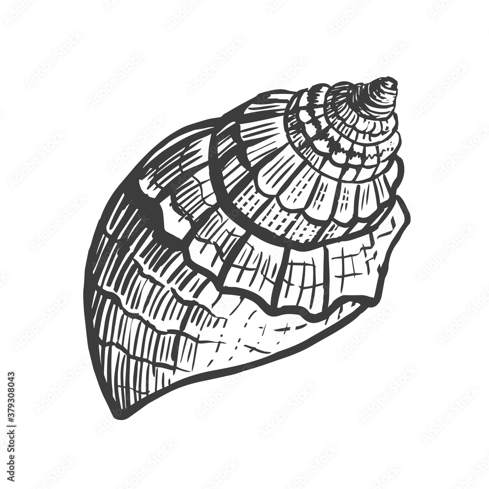 Spiral conch sea shell. Sketch style vector illustration isolated on ...
