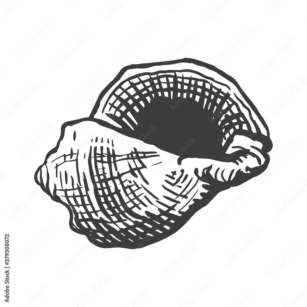 Spiral conch sea shell. Sketch style vector illustration isolated on ...