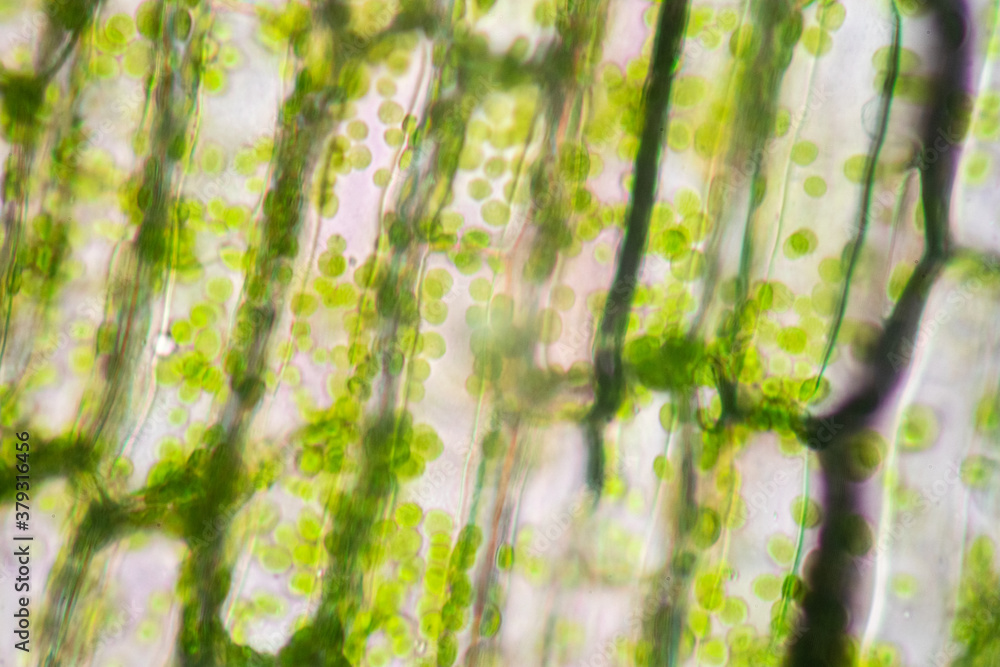 Cell structure Hydrilla, view of the leaf surface showing plant cells ...