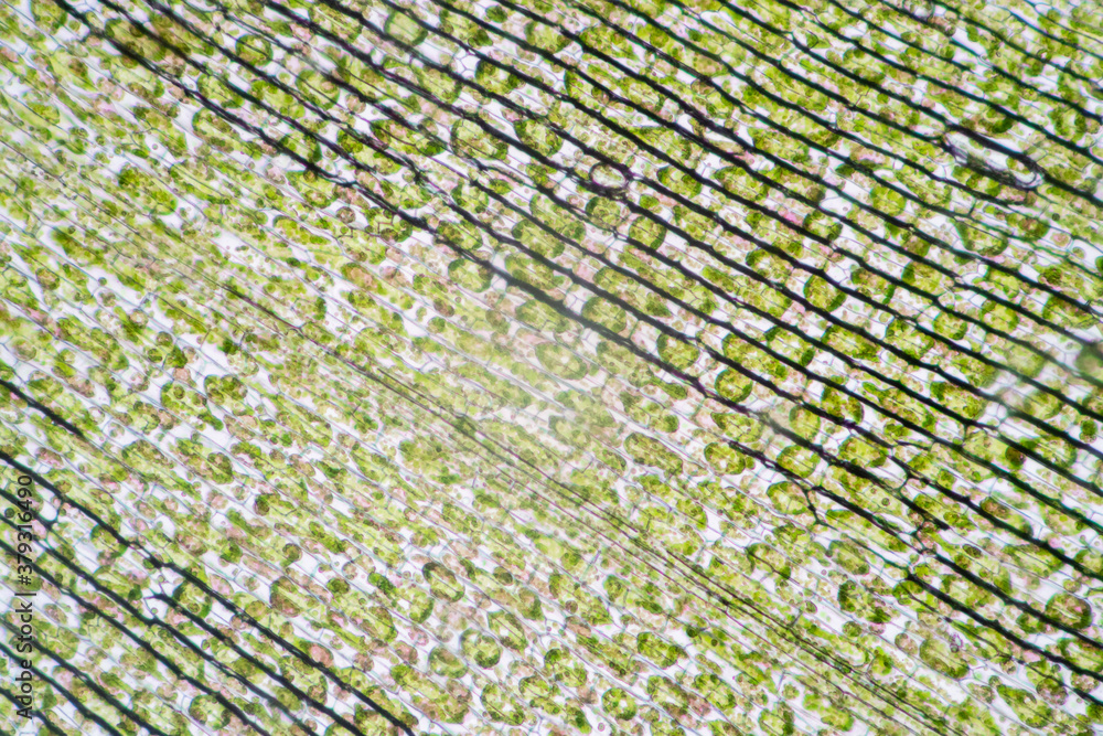 Cell structure Hydrilla, view of the leaf surface showing plant cells ...