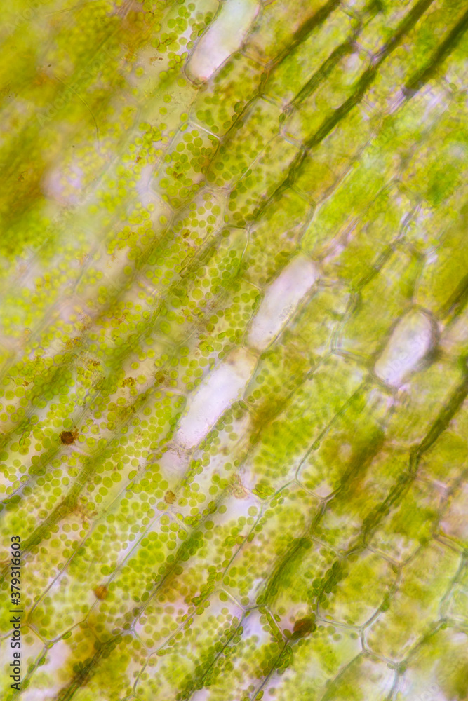 Cell structure Hydrilla, view of the leaf surface showing plant cells ...