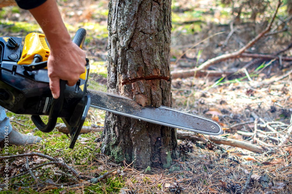 Sawing a young pine tree with a chainsaw. Tree bark incision. Close up ...