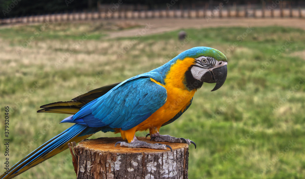 Perroquet de race Ara Ararauna bleu et jaune posé sur un poteau en bois ...
