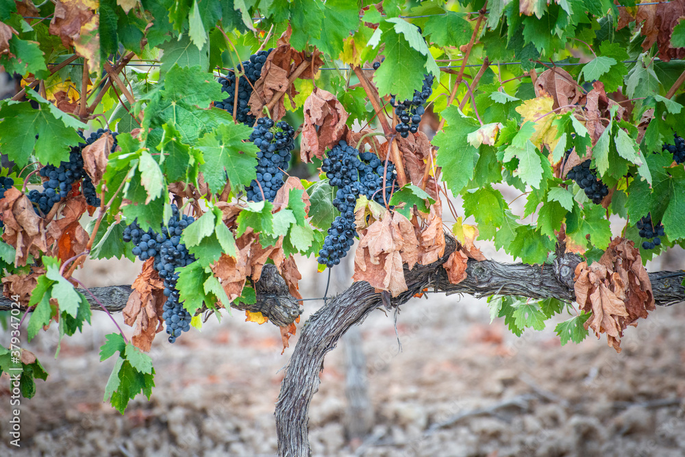 Viñas, Cepas, uvas, racimos, hojas, colores, vendimia, vino, bodegas ...