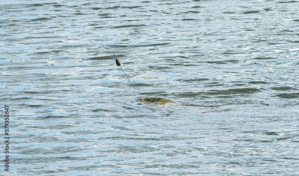 Fish being caught on rod, the head is out of the water and its a side ...