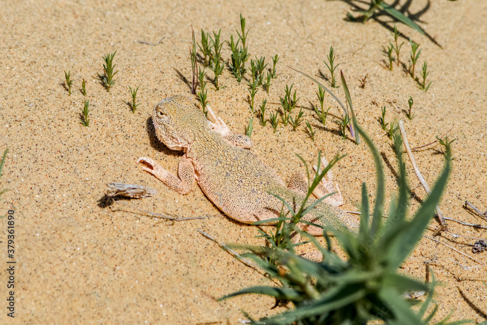 Secret Toadhead Agama (Phrynocephalus mystaceus) on Sarykum dune ...