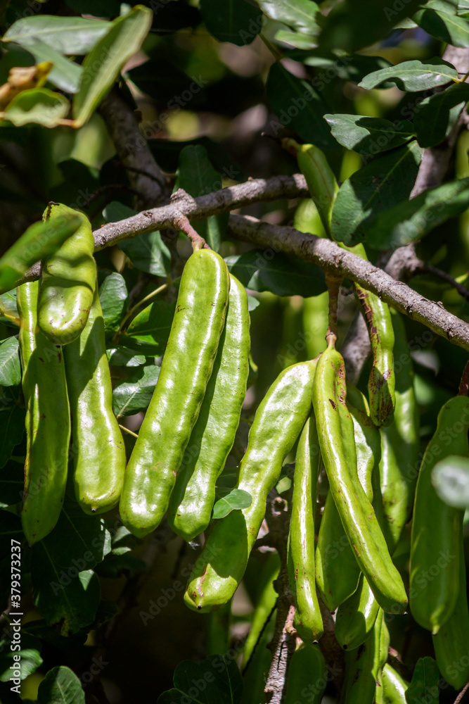 Locust bean unripe carob fruit of Ceratonia siliqua, a flowering ...