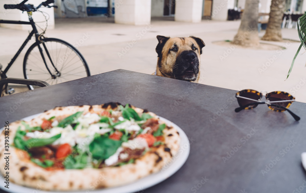Lovely canine dog sitting near table with plate and sunglasses waiting ...