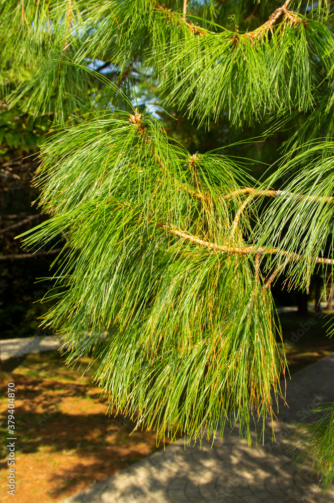 Pinus patula. Pinus strobus pine with a weeping crown Stock Photo ...