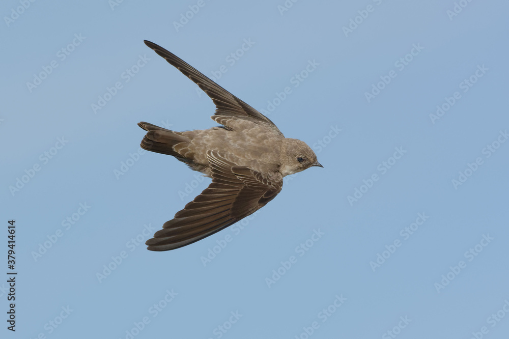 Foto de Eurasian Crag Martin (Ptyonoprogne rupestris) flying in the ...