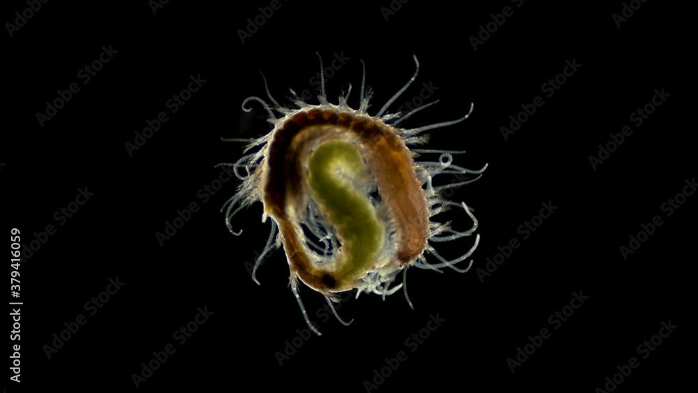 Polychaeta worm, Syllis prolifera under a microscope, Family Syllidae ...