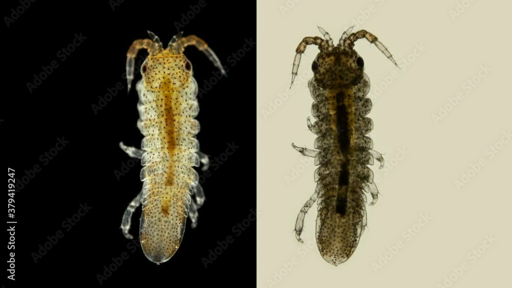 Isopoda Idotea sp. microscope, Family Idoteidae, algae-feeding ...