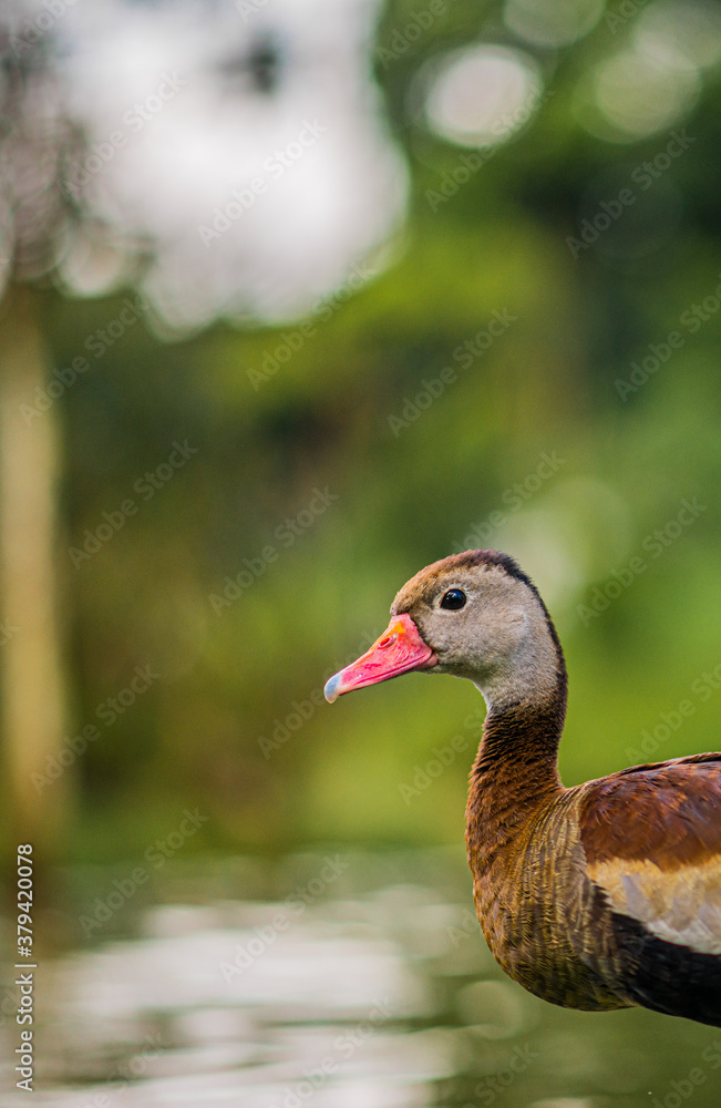 pato cafe de pico rojo en lago y fondo verde Stock Photo | Adobe Stock