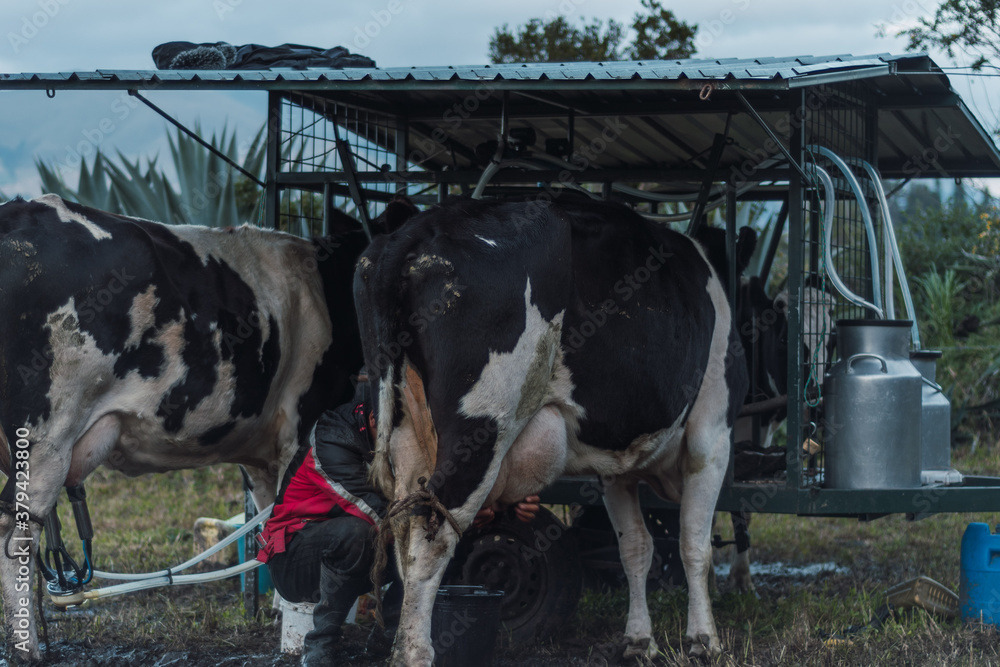 Men milking a cow with a milking machine on a green field Stock Photo ...
