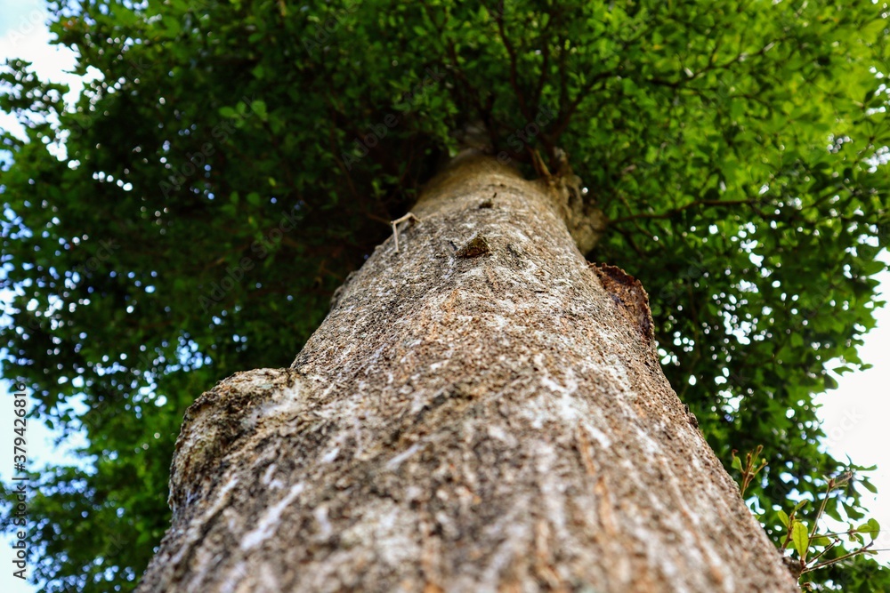 árbol de color verde Stock Photo | Adobe Stock