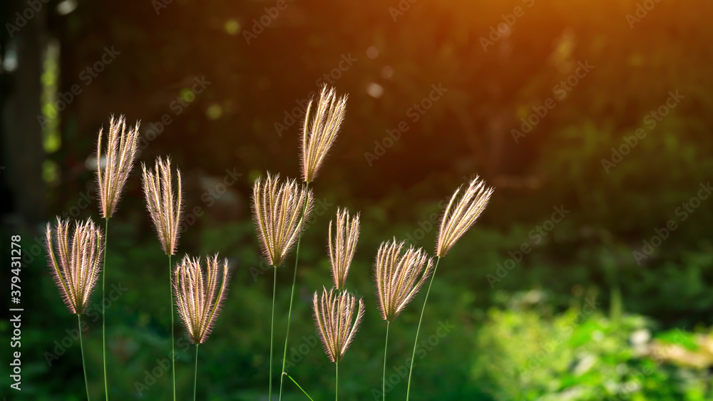 Softly focus of swollen finger grasses are growing with flare light and ...