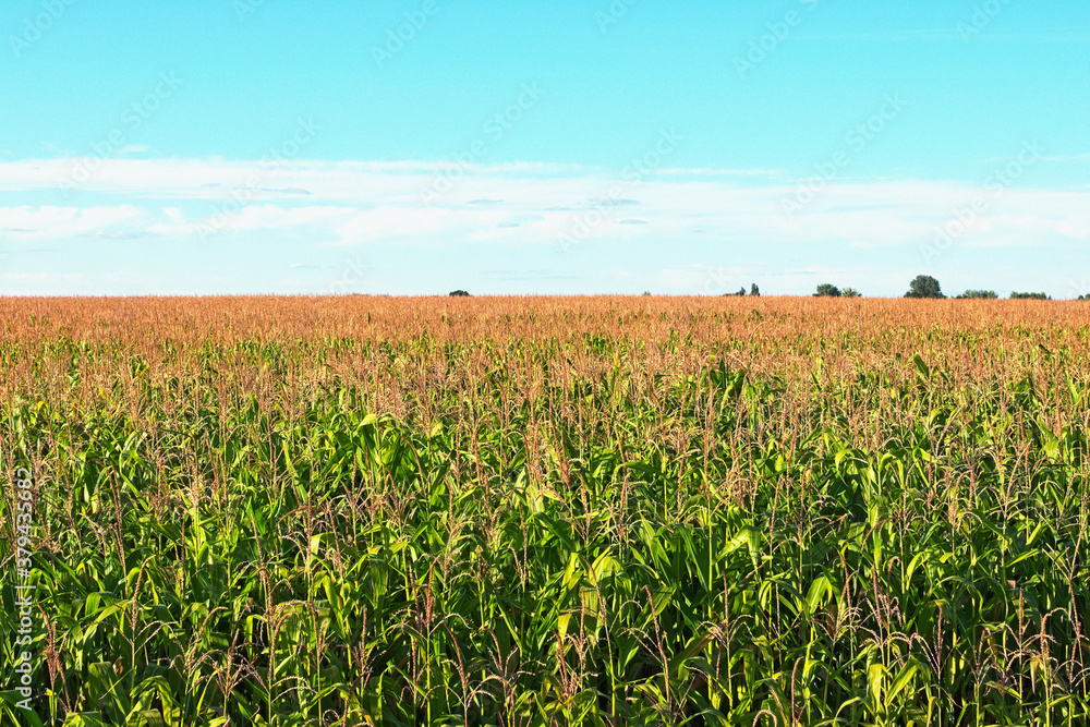 Low-angle view of green corn field. The field stretches to the horizon ...