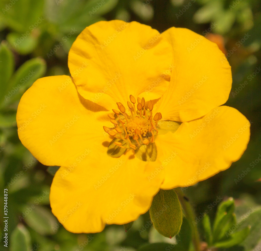 Bush Yellow variation flower cinquefoil Potentilla fruticosa goldfinger ...