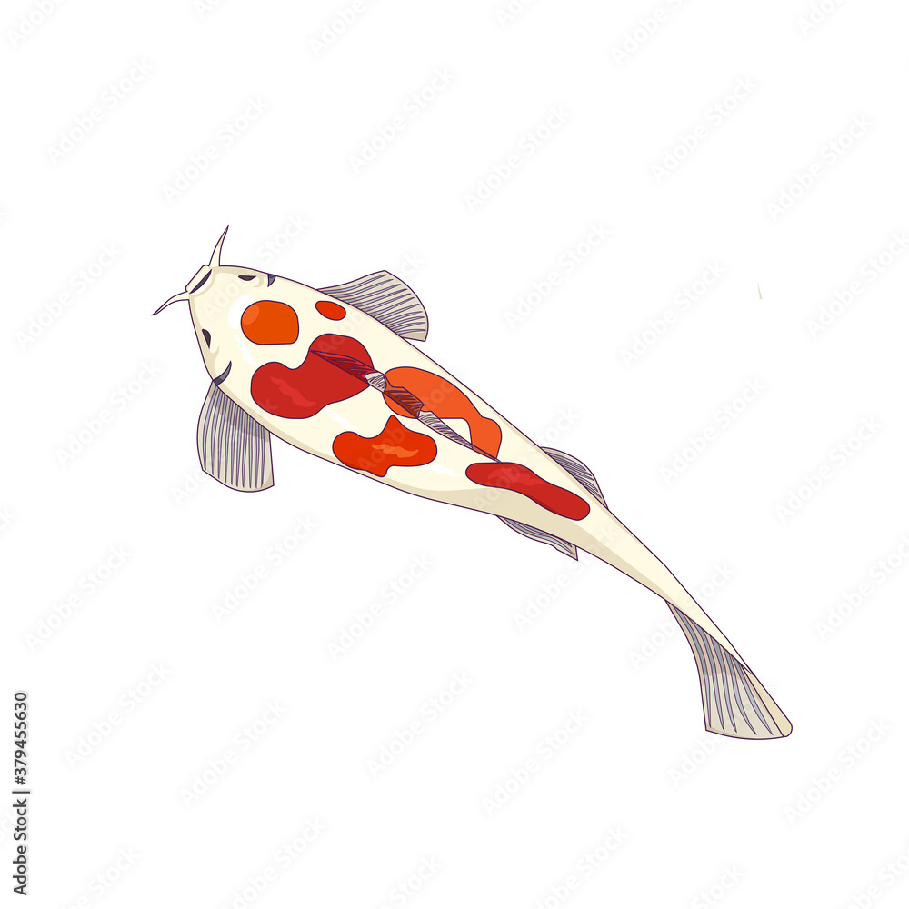 Japanese fish named Koi or brocaded carp on white isolated background ...