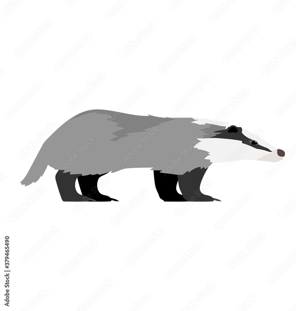 Meles meles meles - Common badger - Side view - Flat vector Isolated ...