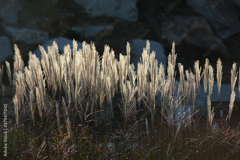 Tuft of Miscanthus sinensis grasses lit by the rays of the setting sun ...