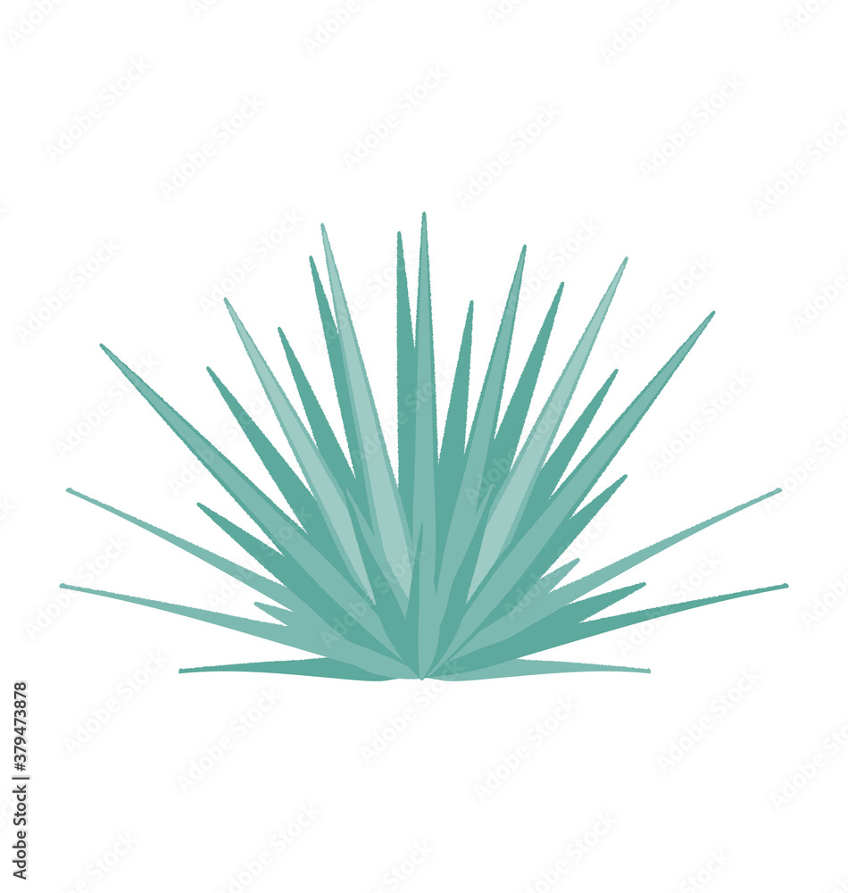 Agave tequilana - Blue agave - Side view - Flat vector Isolated Stock ...