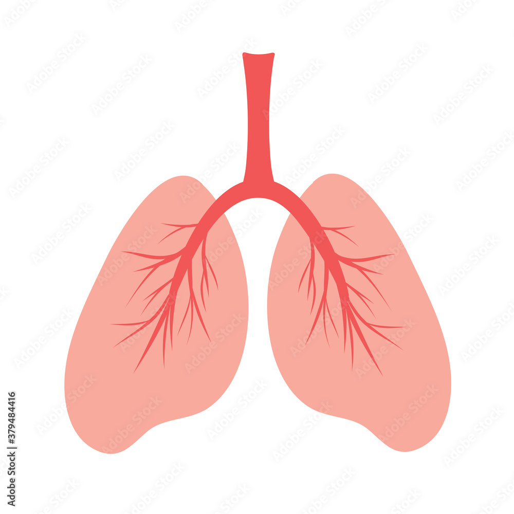 Human lungs, schematic color illustration of human lungs with vessels ...