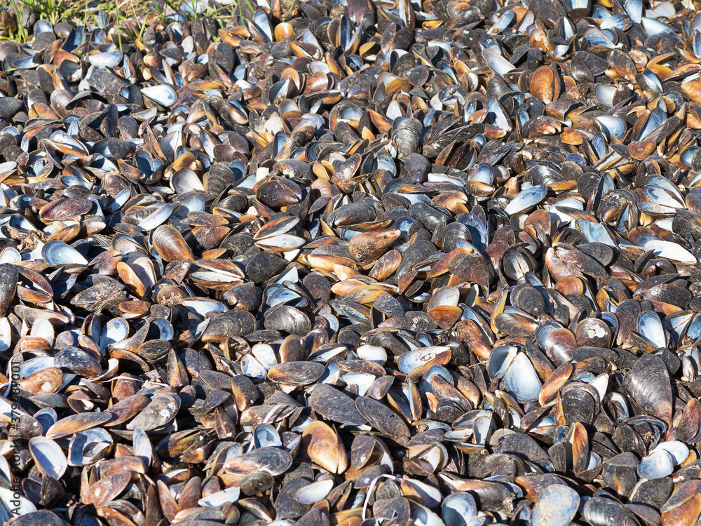 Authentic background of mussel shells in sand and grass. Blue mussel ...