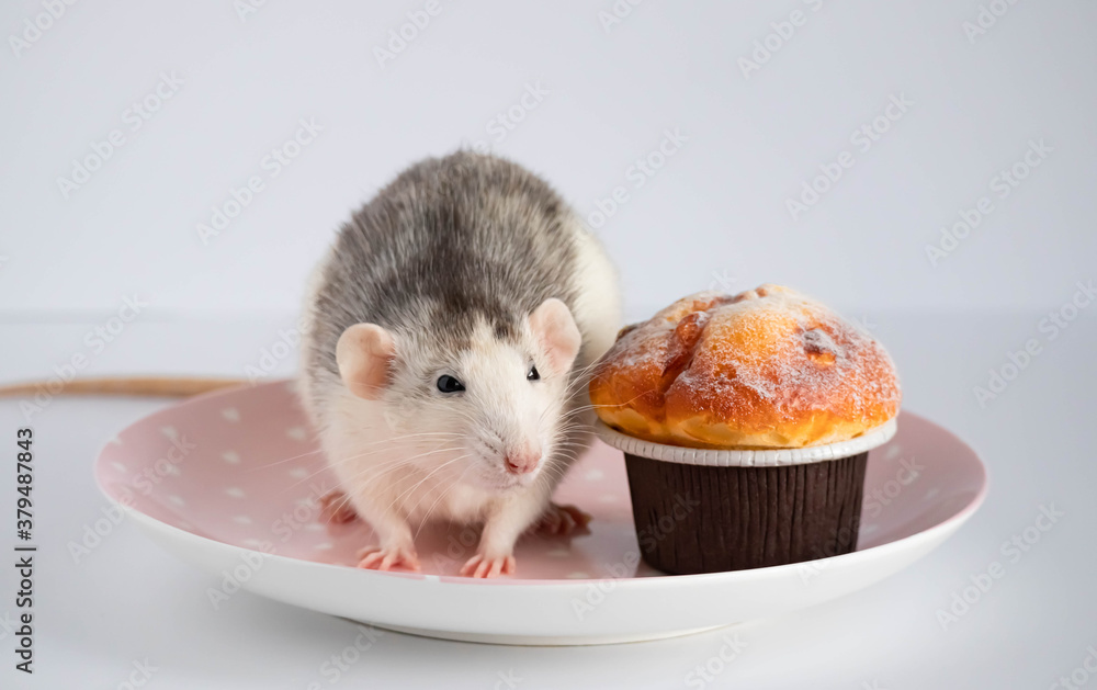 Rat Eating Cake
