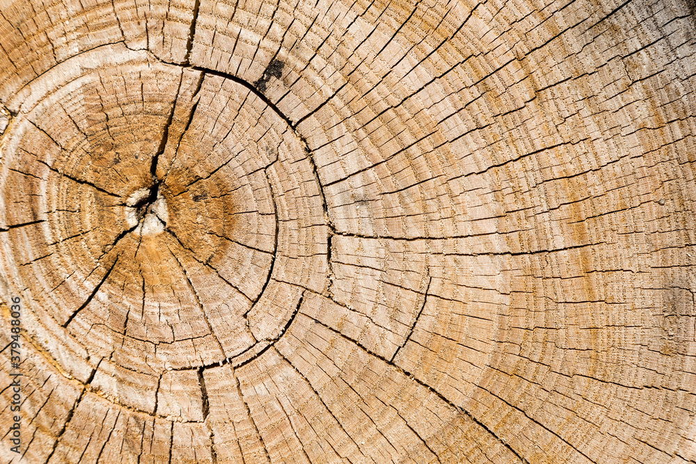 Foto de The growth rings of a tree. Ree stump of a felled tree ...