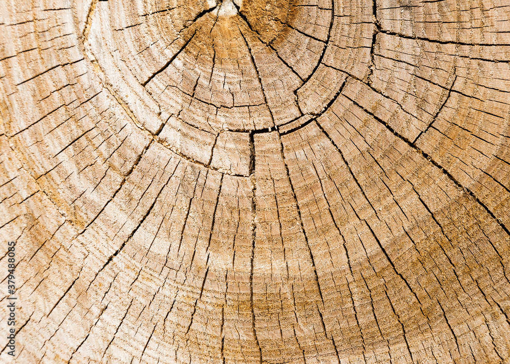 The growth rings of a tree. Ree stump of a felled tree - section of the ...