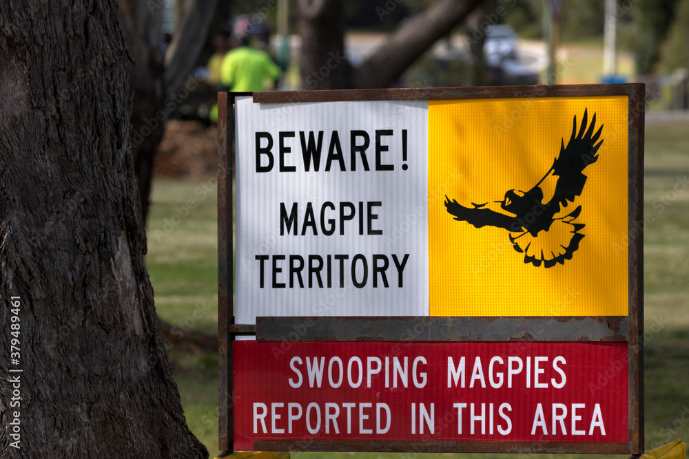 BEWARE of Swooping Magpies Sign in Western Australia Stock-Foto | Adobe ...