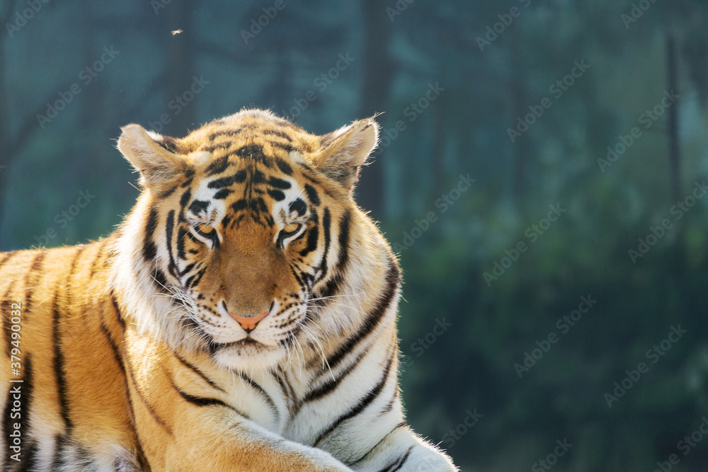 Tiger imposingly lies and rests, Beautiful powerful big tiger cat (Amur ...