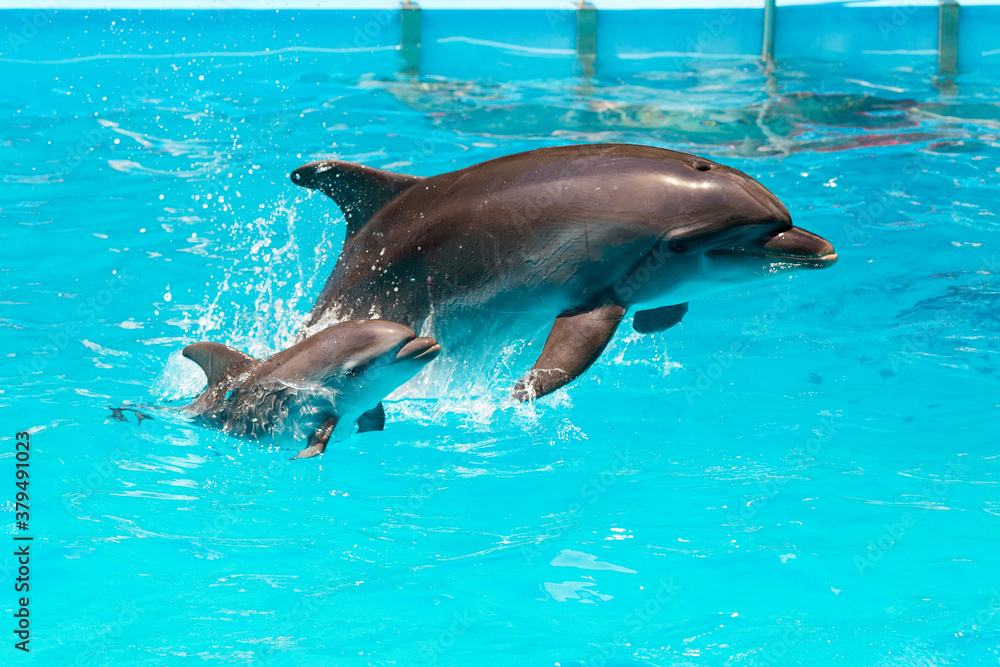 Swimming Baby Dolphins