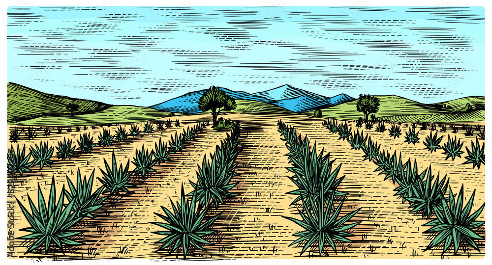 Vetor de Agave field. Vintage retro landscape. Harvesting for tequila ...