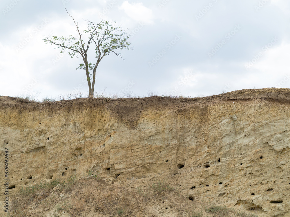 Bird colonies. Canyon wall slice with bird nests Golden bee-eater ...