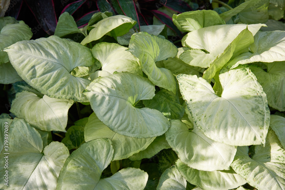 Syngonium - decorative variegated deciduous evergreen plant, liana from ...