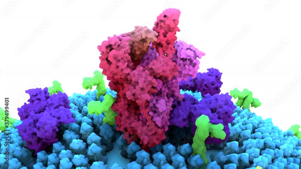 The coronavirus spike protein that mediates coronavirus entry into host ...