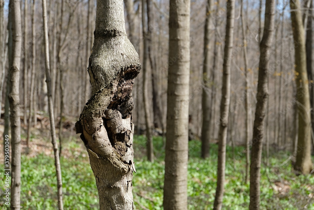 A tree with a tumor or uncontrolled growth knot, often called a burl ...