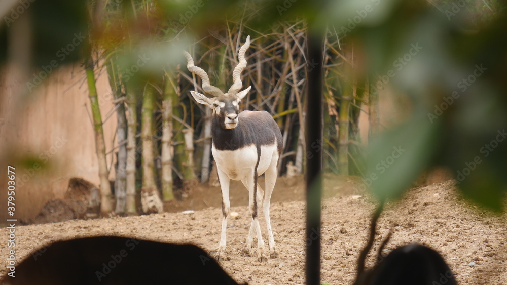 rare and beautiful breed of deer called black buck in indian wildlife ...