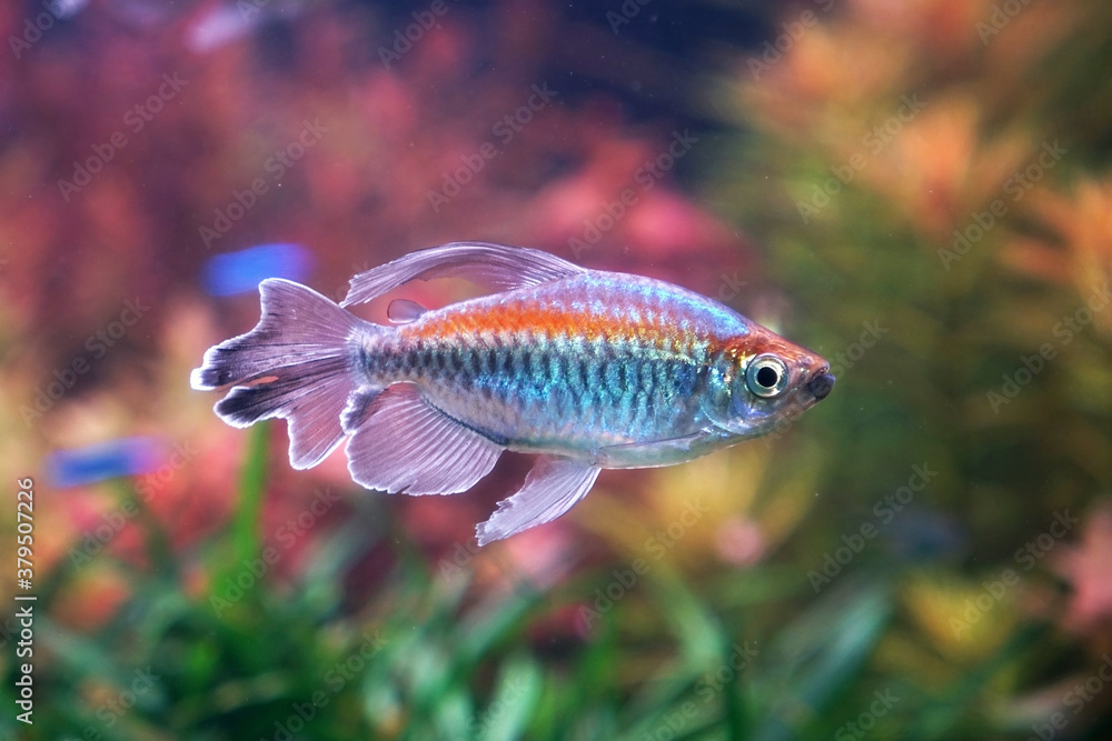 Congo River Basin Fish