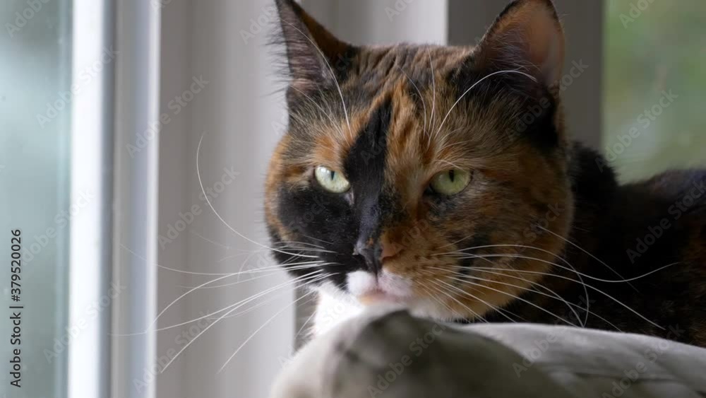 Video „A beautiful calico cat named Zelda sits perched on a couch where ...