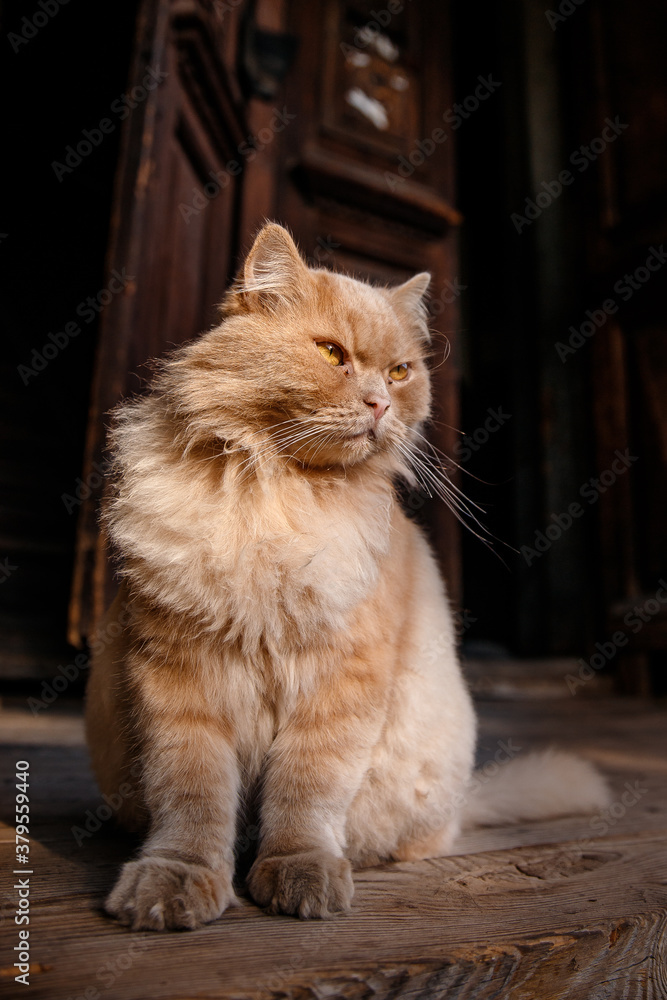 Angry homeless fluffy cat sits near wooden house. Concept of ...