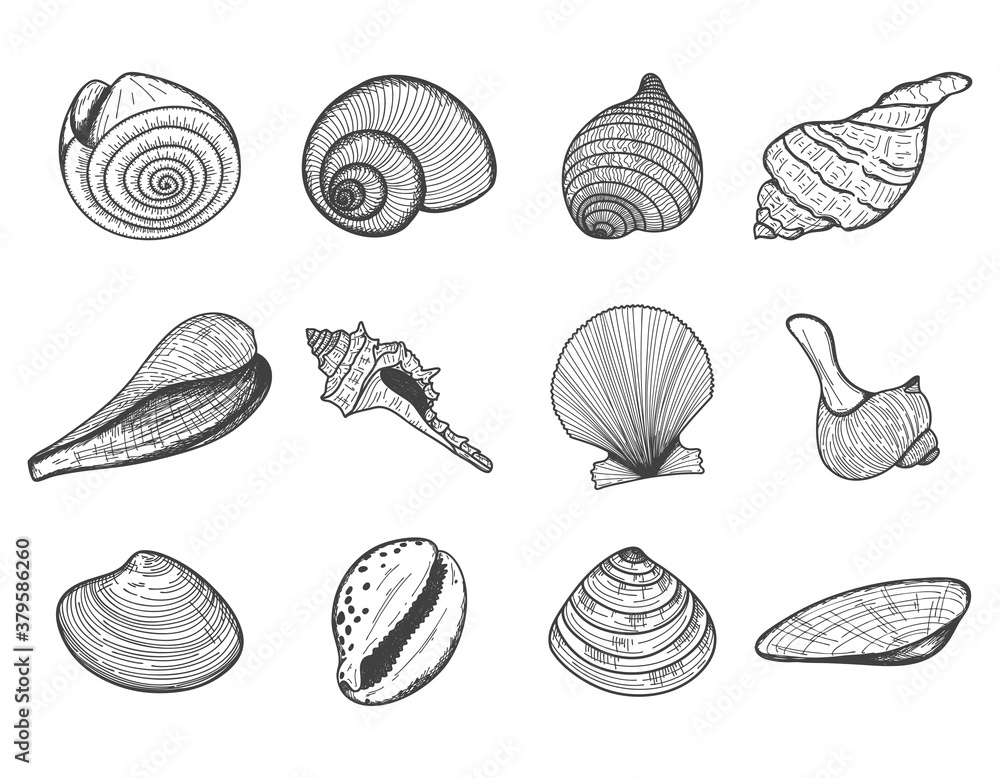 A set of empty seashells. The sketch shells of molluscs, shellfish ...
