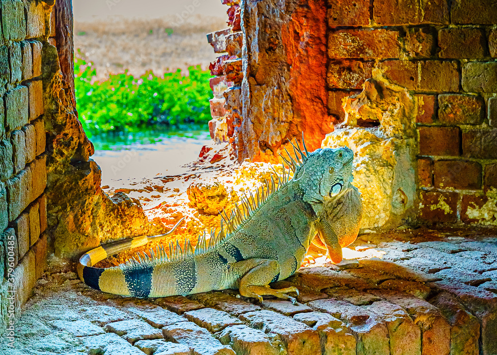 Green iguana, also known as the American iguana in the loophole of an ...