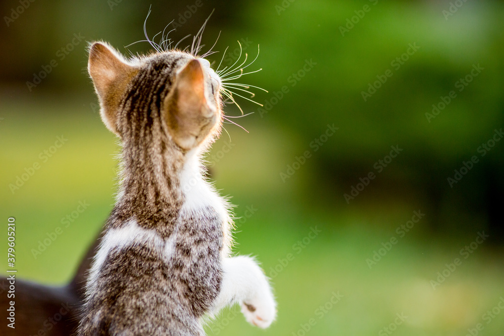 Two months old kitten looking up, domestic animals, pet photography of ...