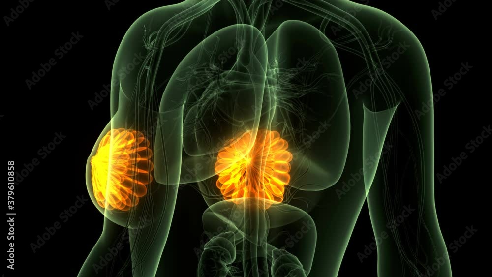 Female Internal organ Mammary Glands Anatomy Animation Concept Stock ...