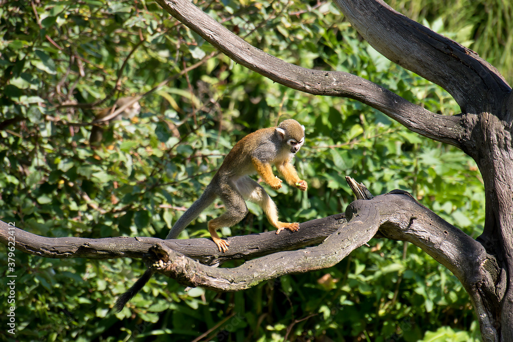 Monkey on a tree branch, carries food in its paws. Photo taken at ...